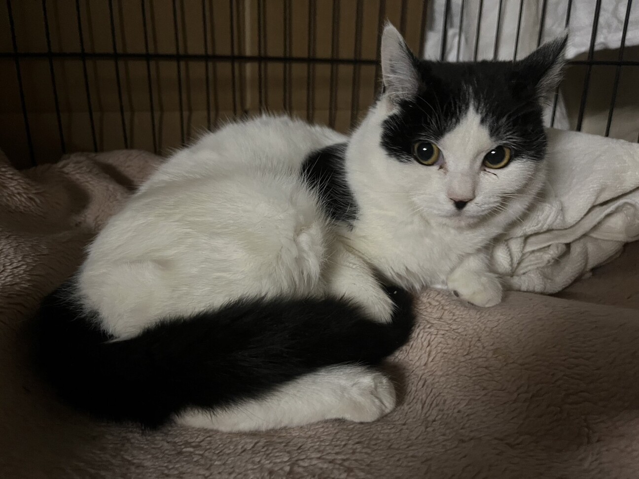 代理投稿】かわいい子猫...」栃木県 - 猫の里親募集(513150) :: ペットのおうち【里親決定29万頭！】