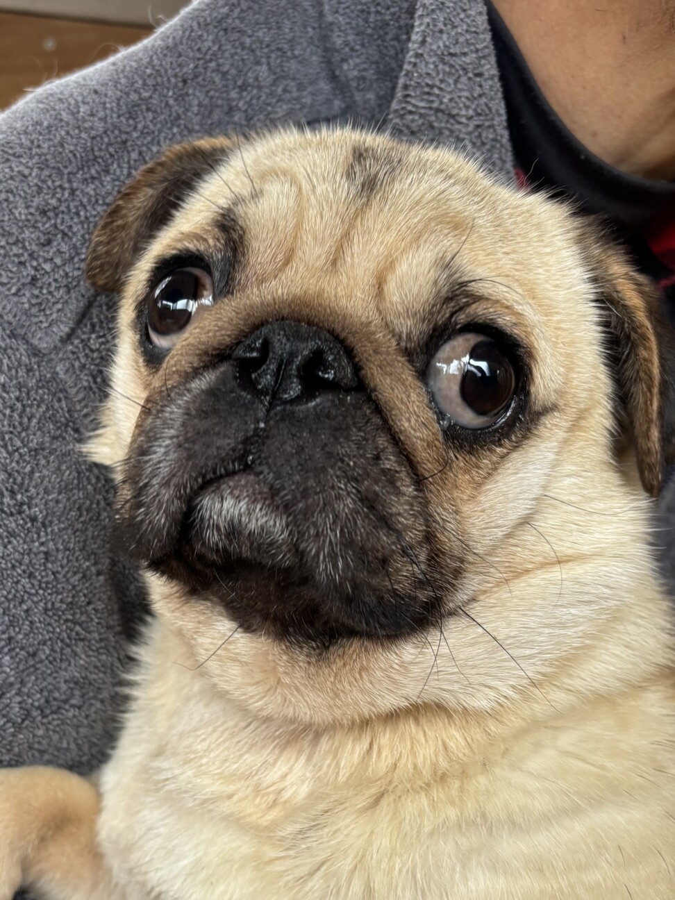 「元気いっぱい人好きな男の...」山梨県 - 犬の里親募集(513188) 2枚目の画像 :: ペットのおうち【里親決定25万頭！】