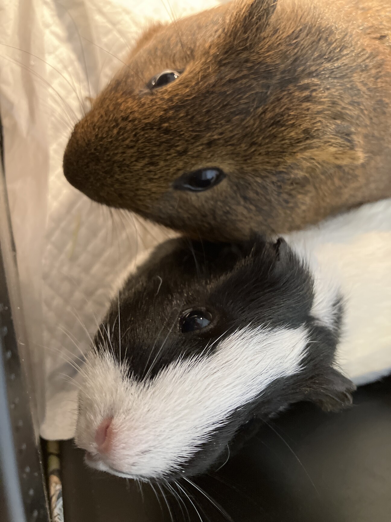 「イングリッシュモルモットの親子」熊本県 - 小動物の里親募集(513194) :: ペットのおうち【里親決定28万頭！】