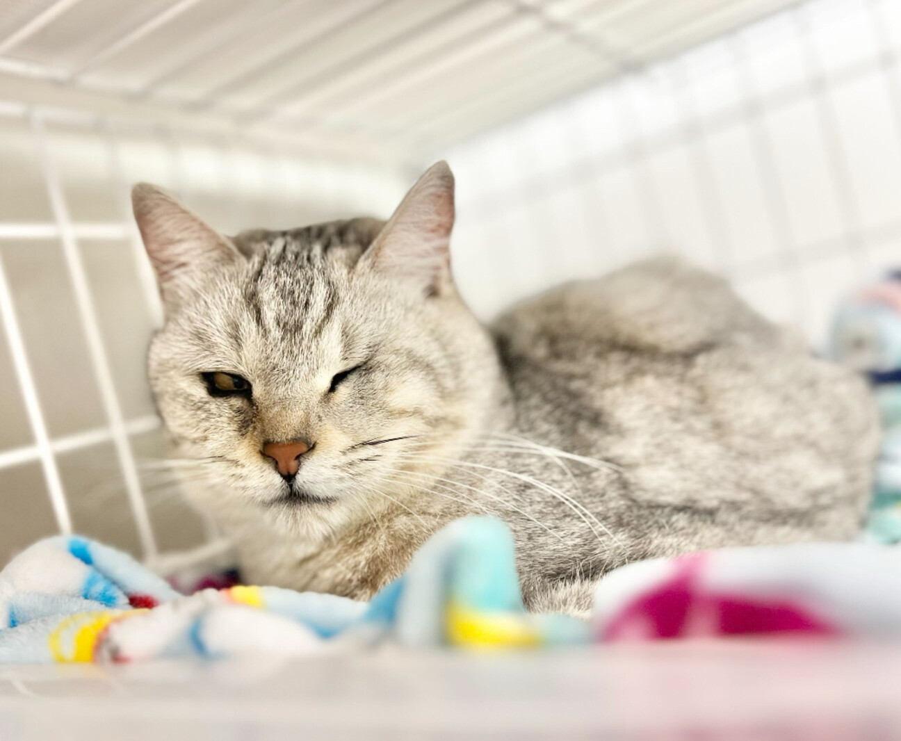 「片目のサバトラ女子⭐︎リ...」東京都 - 猫の里親募集(513202) :: ペットのおうち【里親決定29万頭！】