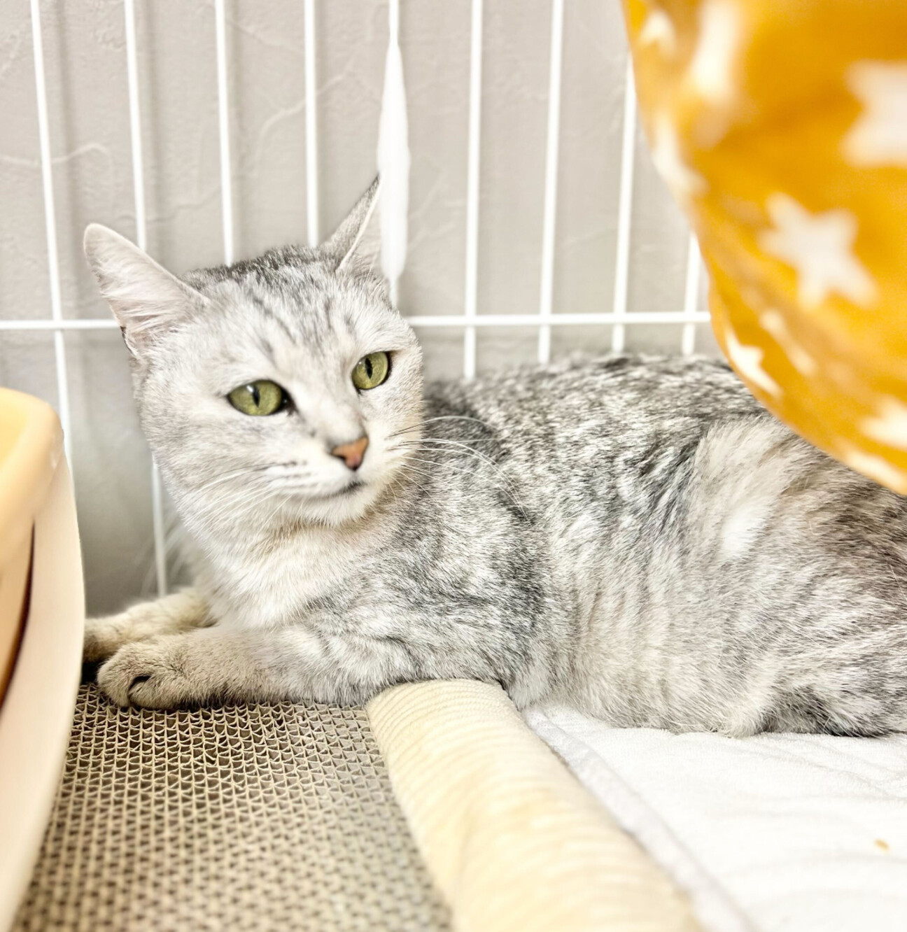 「美猫⭐︎モッツァレラ⭐︎...」東京都 - 猫の里親募集(513203) :: ペットのおうち【里親決定29万頭！】