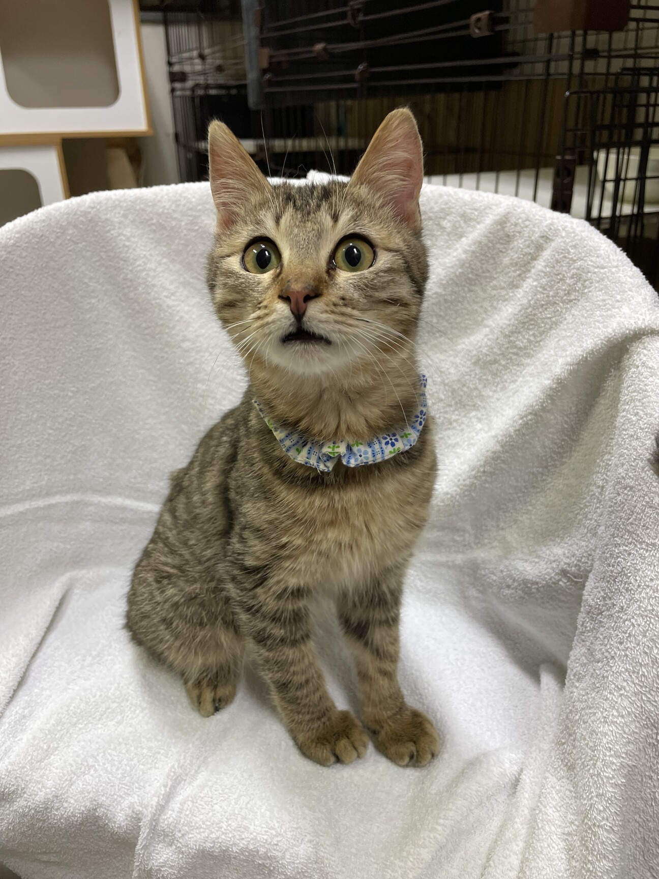 「やんちゃで甘えん坊♡ガー君」東京都 - 猫の里親募集(513227) :: ペットのおうち【里親決定29万頭！】