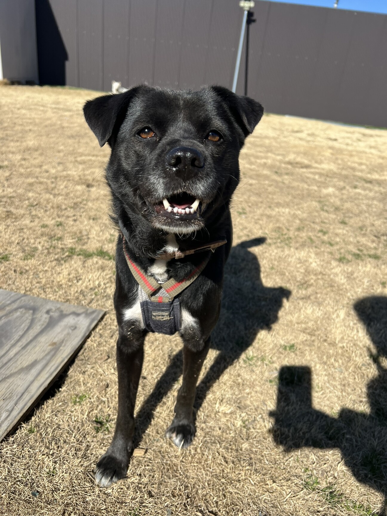 「ひたむきガール Vega」埼玉県 - 犬の里親募集(513236) :: ペットのおうち【里親決定28万頭！】