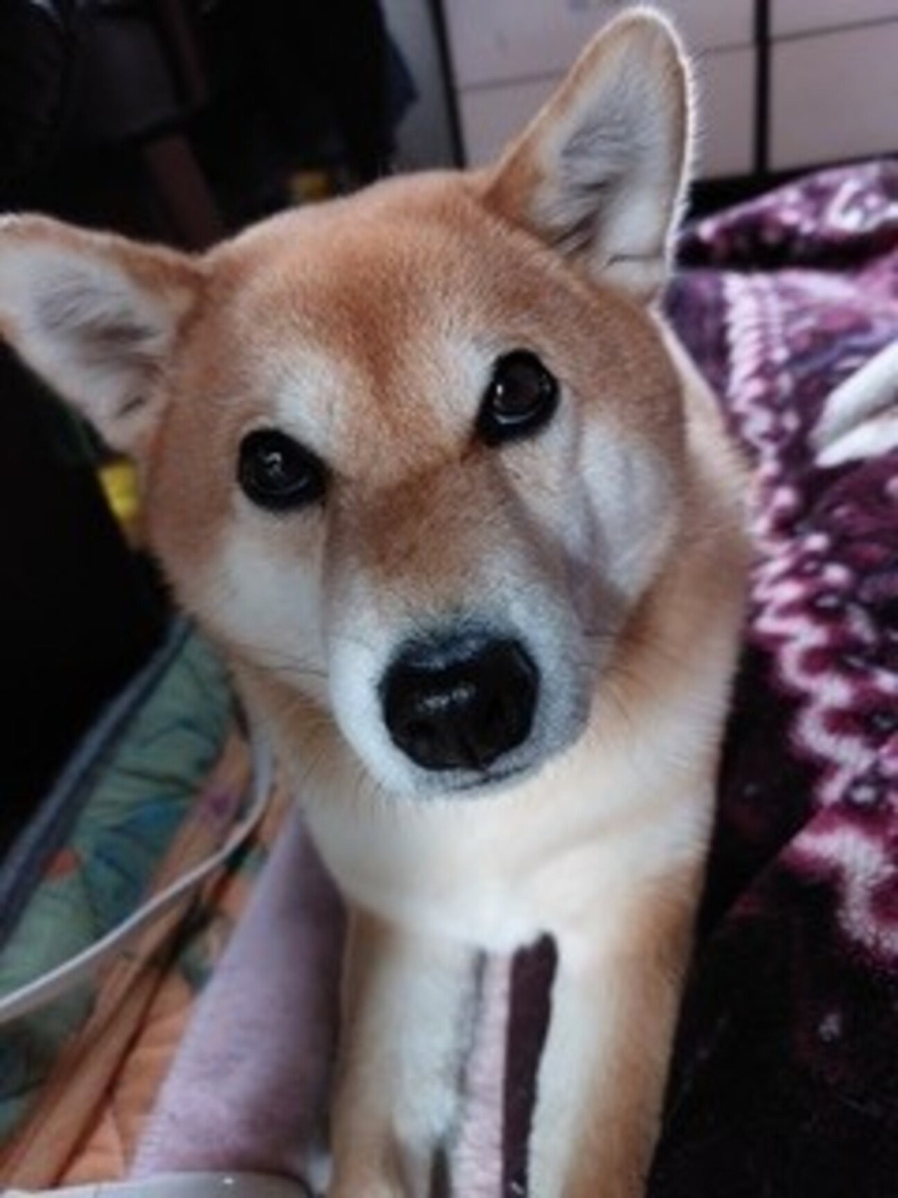 「ツンなしデレデレの柴犬姫です」京都府 - 犬の里親募集(513255) :: ペットのおうち【里親決定29万頭！】