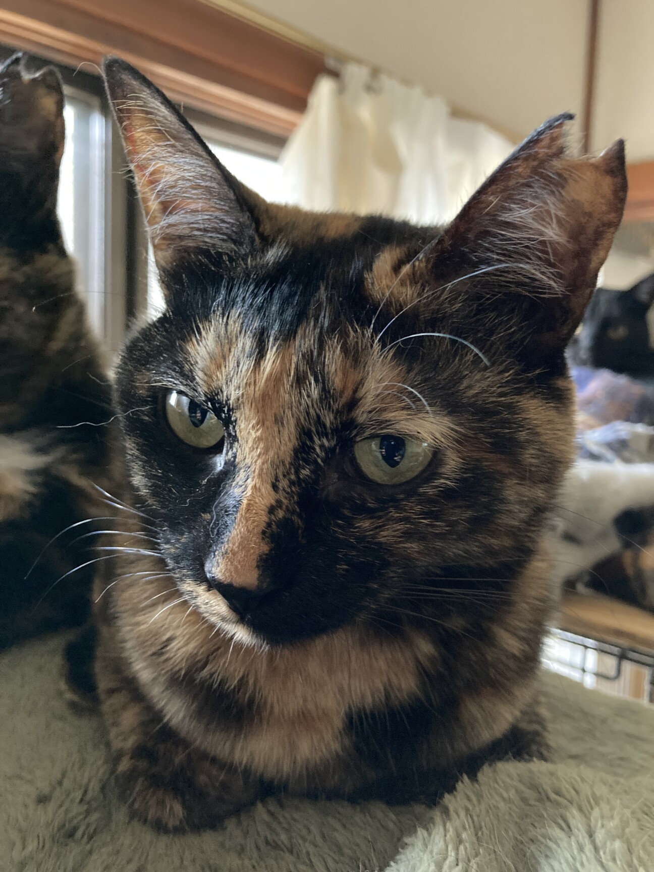 「東海3兄妹 その1 スージー」茨城県 - 猫の里親募集(513298) :: ペットのおうち【里親決定28万頭！】