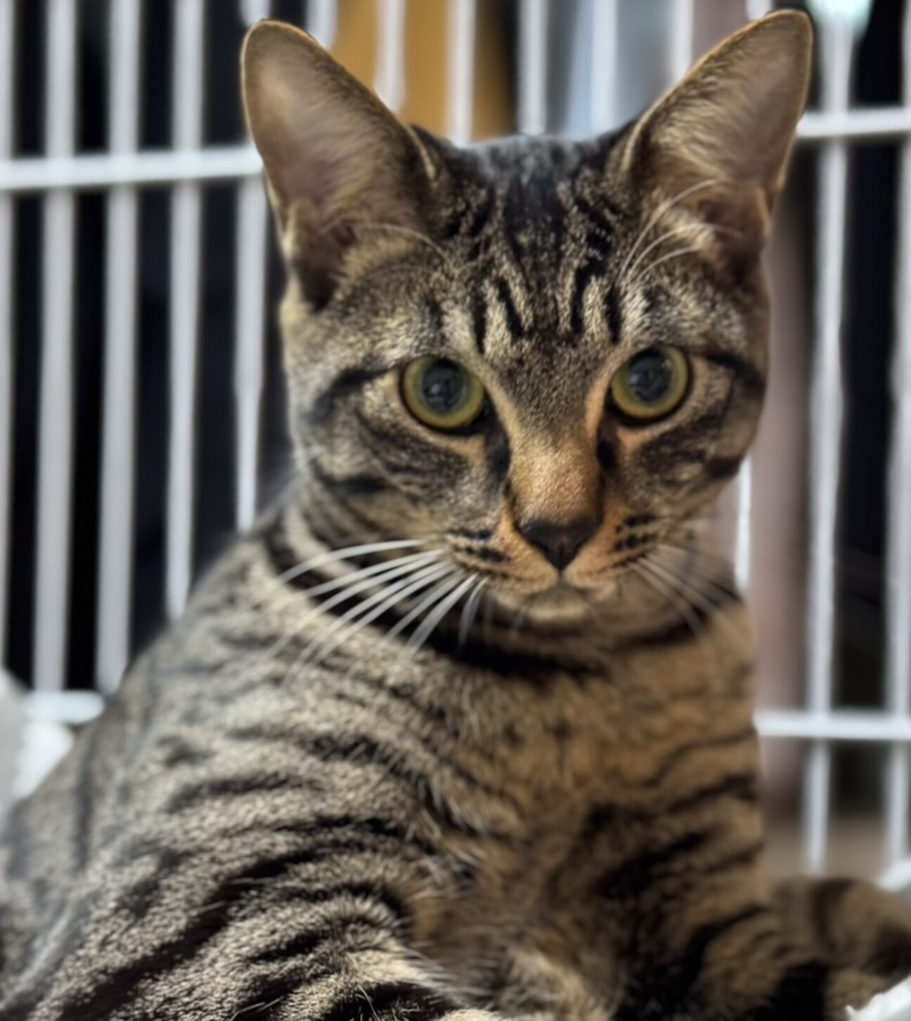 「シャイだけど実は甘えん坊...」東京都 - 猫の里親募集(513336) :: ペットのおうち【里親決定28万頭！】