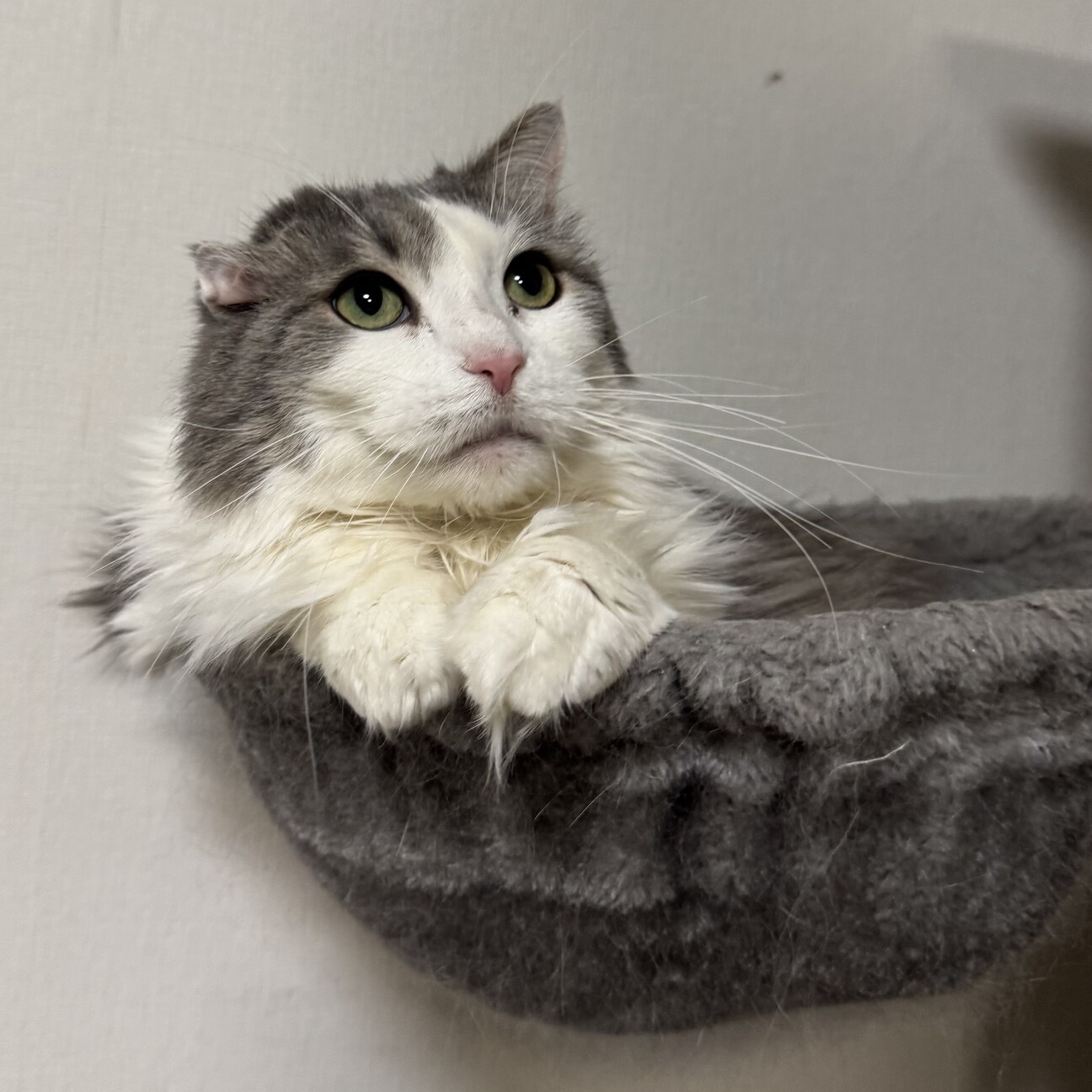 「とっても美人さん！なノル...」東京都 - 猫の里親募集(513407) :: ペットのおうち【里親決定29万頭！】