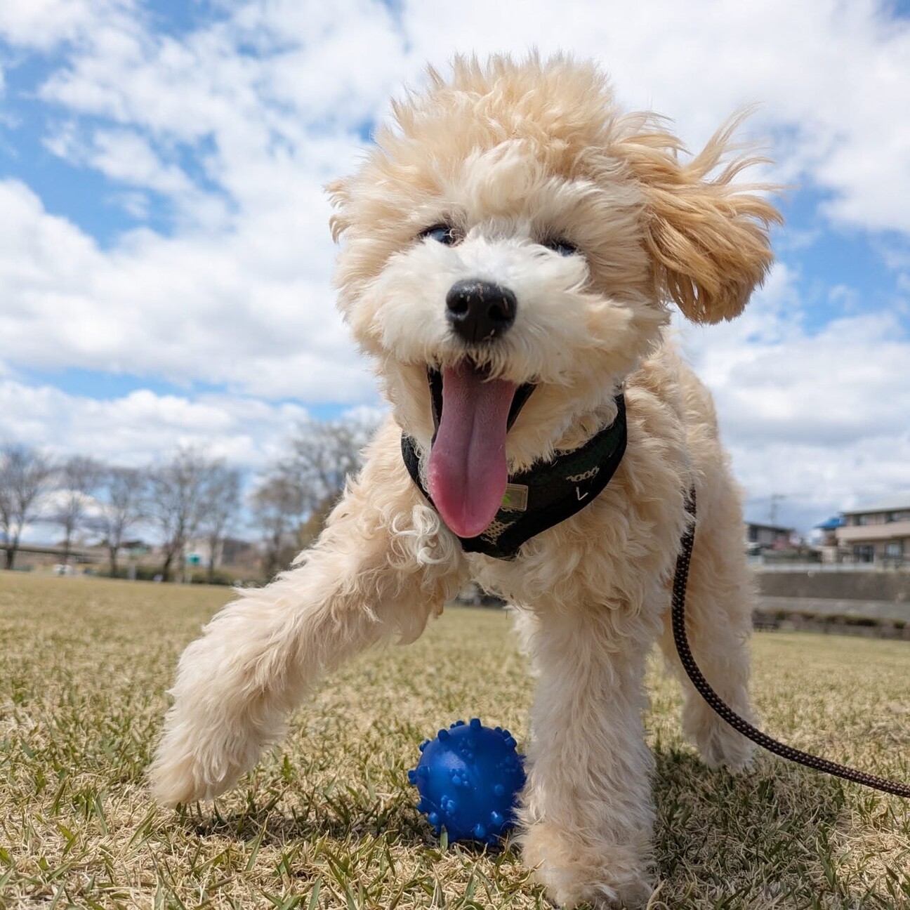 「孤独死現場に取り残されて...」東京都 - 犬の里親募集(513408) 4枚目の画像 :: ペットのおうち【里親決定25万頭！】