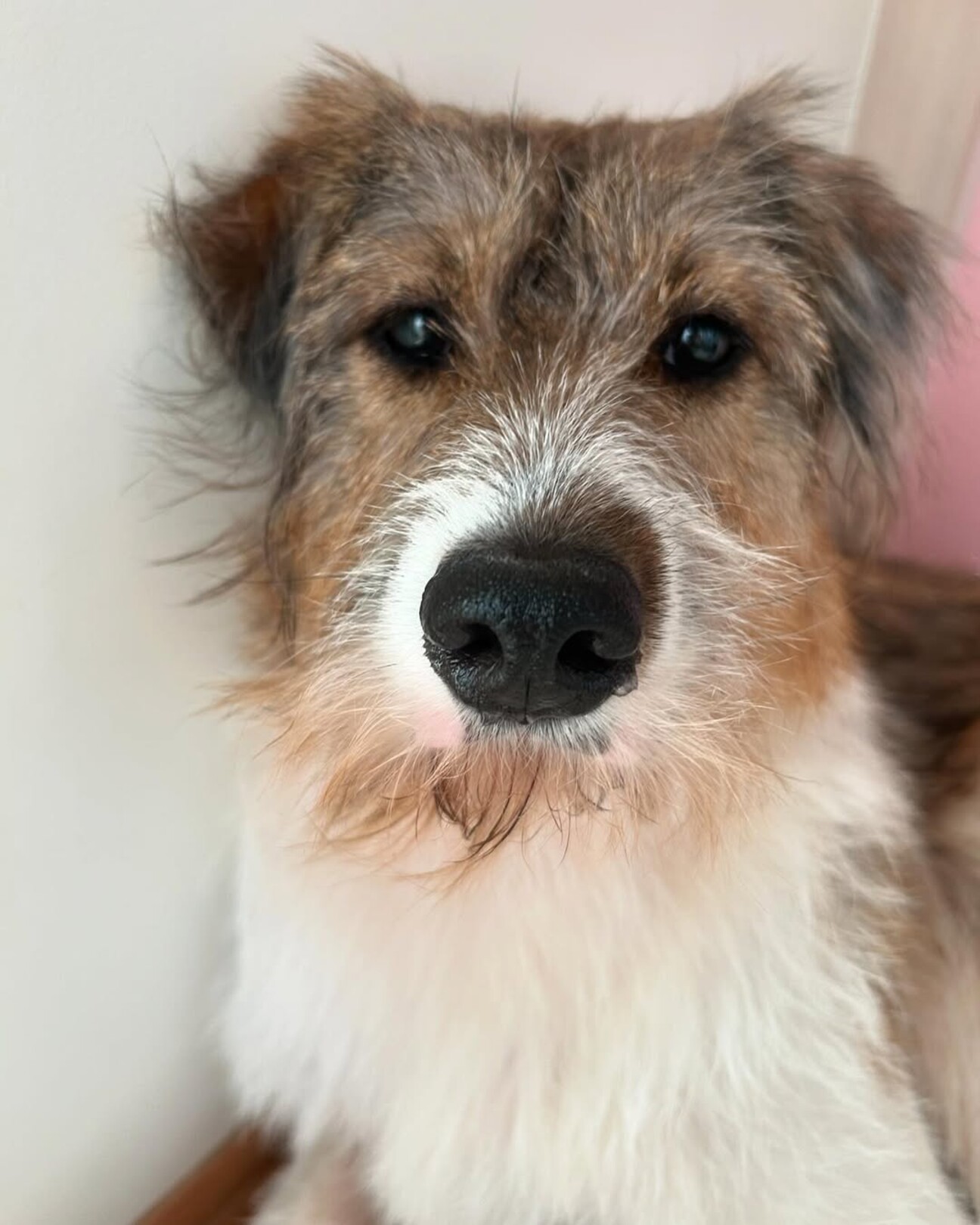 「美少女系テリア顔♥無駄吠...」東京都 - 犬の里親募集(513410) :: ペットのおうち【里親決定28万頭！】