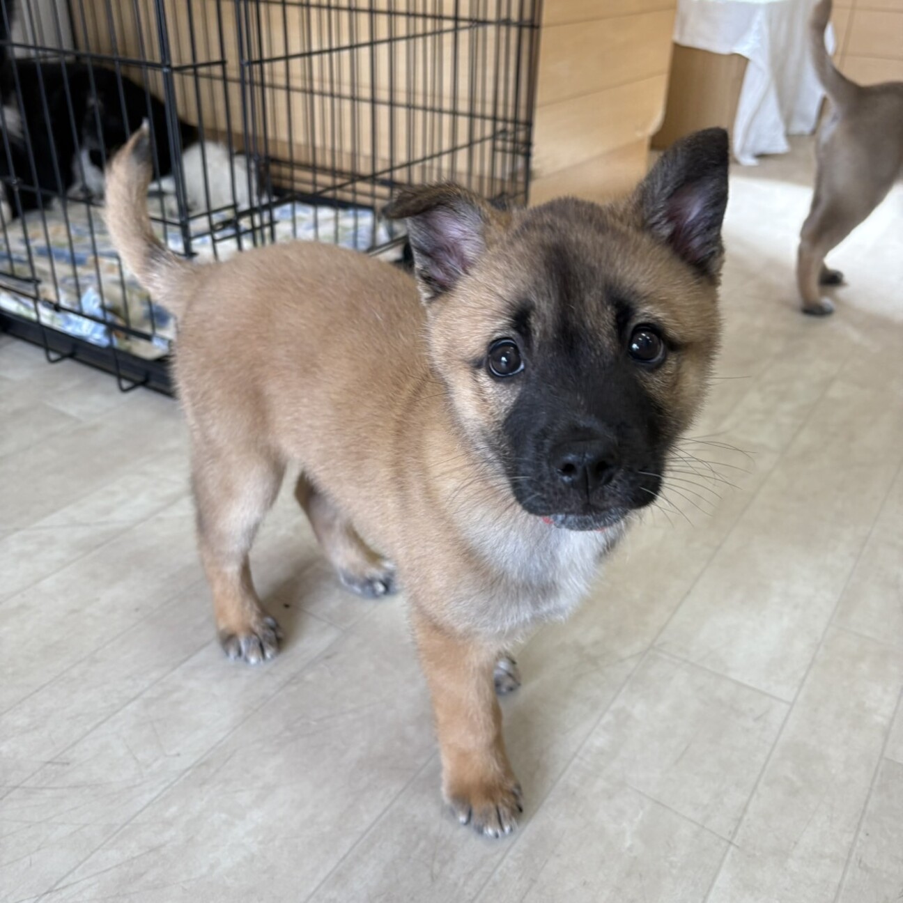 「神戸の野犬子犬『あれん』...」兵庫県 - 犬の里親募集(513440) :: ペットのおうち【里親決定29万頭！】