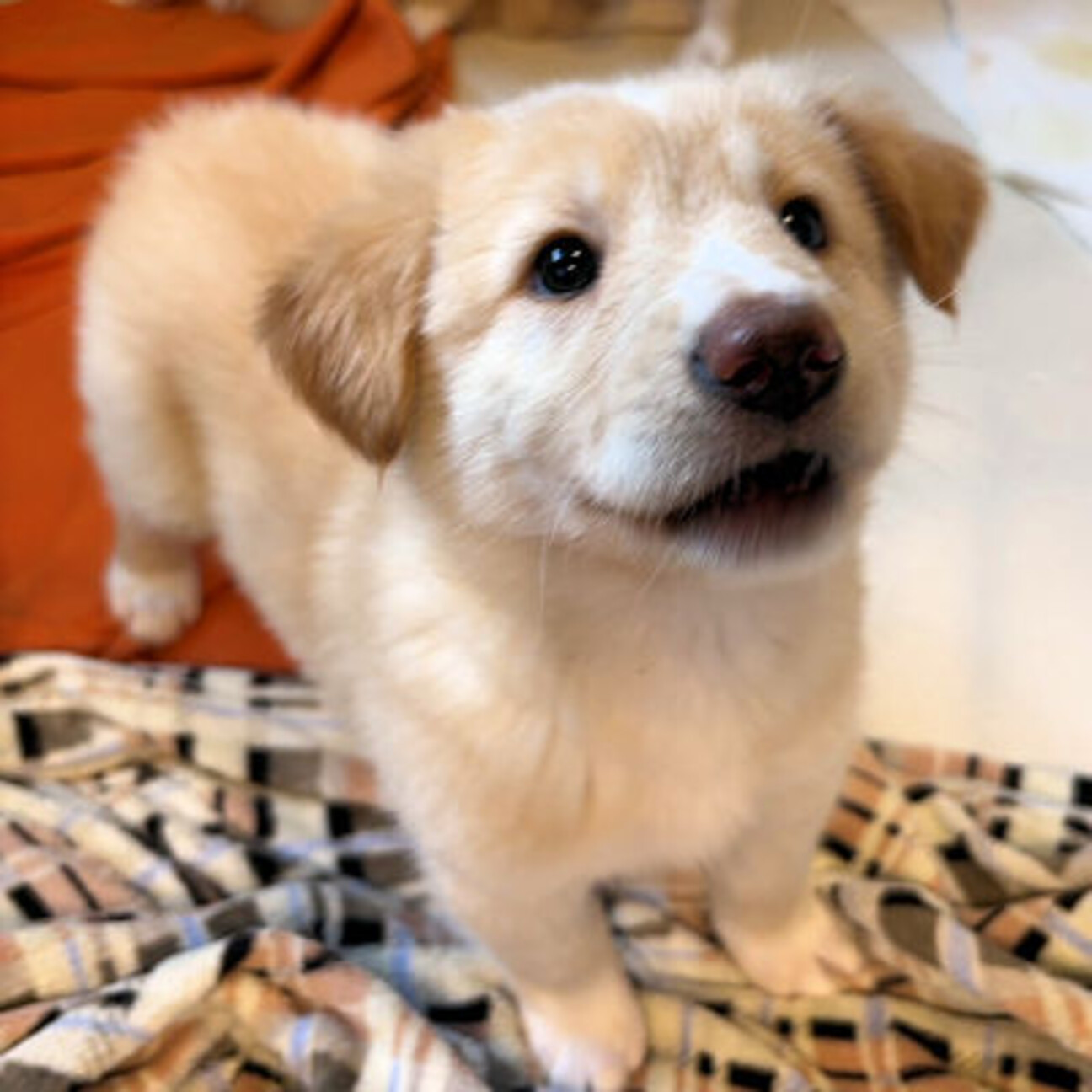 「え、ゴールデン？ベージュ...」茨城県 - 犬の里親募集(513514) :: ペットのおうち【里親決定29万頭！】