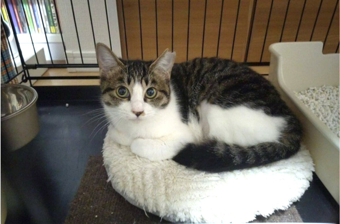 「猫の譲渡会in溝の口駅」（かわさき犬猫愛護ボランティアのイベント #25473） :: ペットのおうち【里親決定28万頭！】