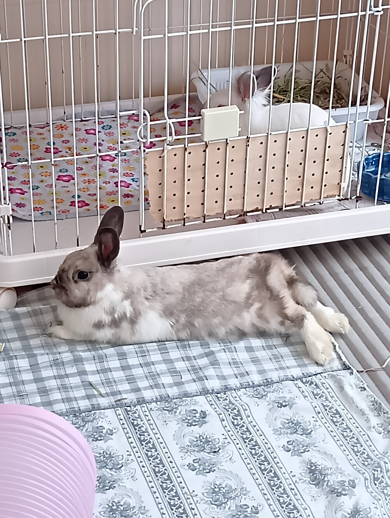 「へやんぽが大好きな【モニ...」埼玉県 - 小動物の里親募集(513256) 6枚目の画像 :: ペットのおうち【里親決定25万頭！】