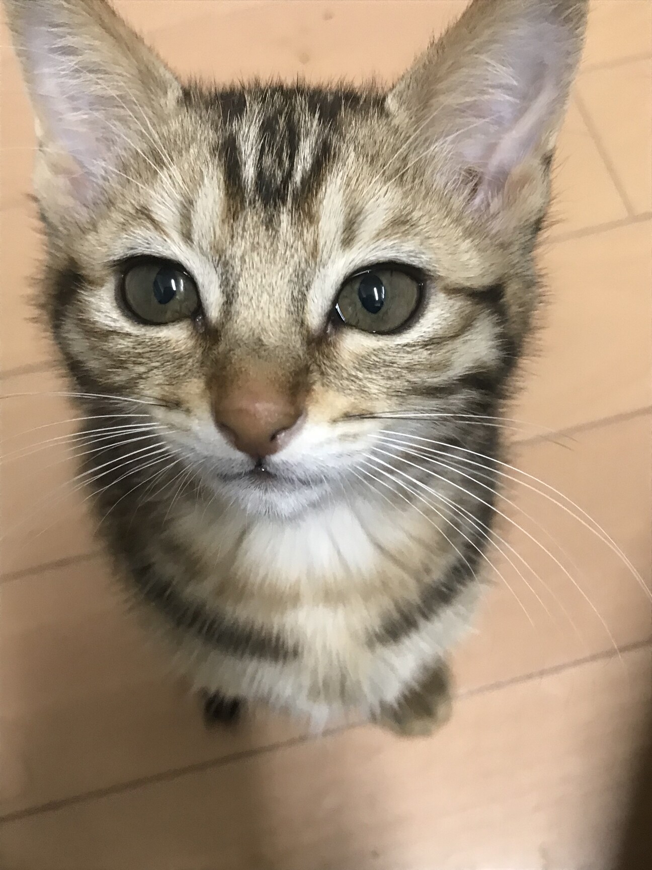 「2/4生まれの女の子 キ...」福島県 - 猫の里親募集(513740) :: ペットのおうち【里親決定28万頭！】