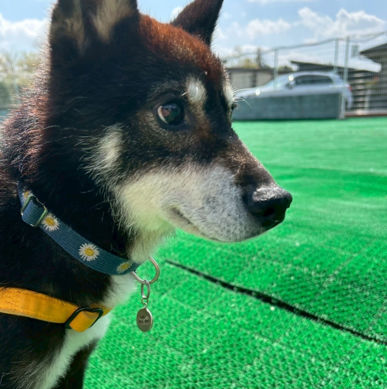 「人懐っこい小さめの黒柴もみじ君」東京都 - 犬の里親募集(510786) 1枚目の画像 :: ペットのおうち【里親決定25万頭！】