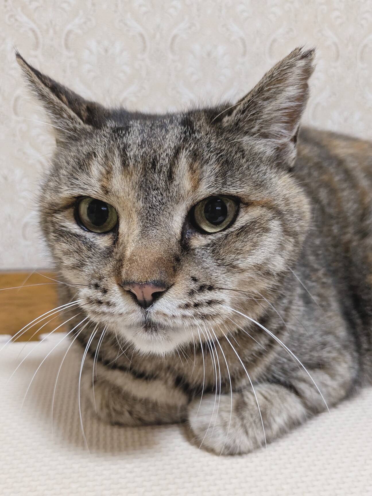 「4/20高田馬場★わかば...」東京都 - 猫の里親募集(513284) 4枚目の画像 :: ペットのおうち【里親決定25万頭！】