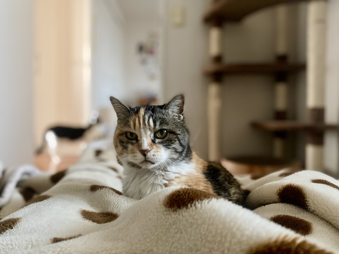 「シニアだけど健康優良児！...」栃木県 - 猫の里親募集(513213) 3枚目の画像 :: ペットのおうち【里親決定25万頭！】