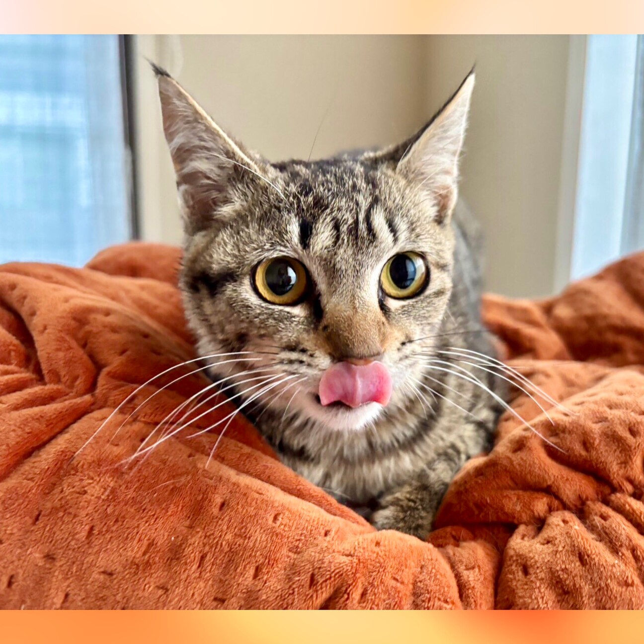 「困り顔？がチャームポイン...」千葉県 - 猫の里親募集(514151) 5枚目の画像 :: ペットのおうち【里親決定25万頭！】