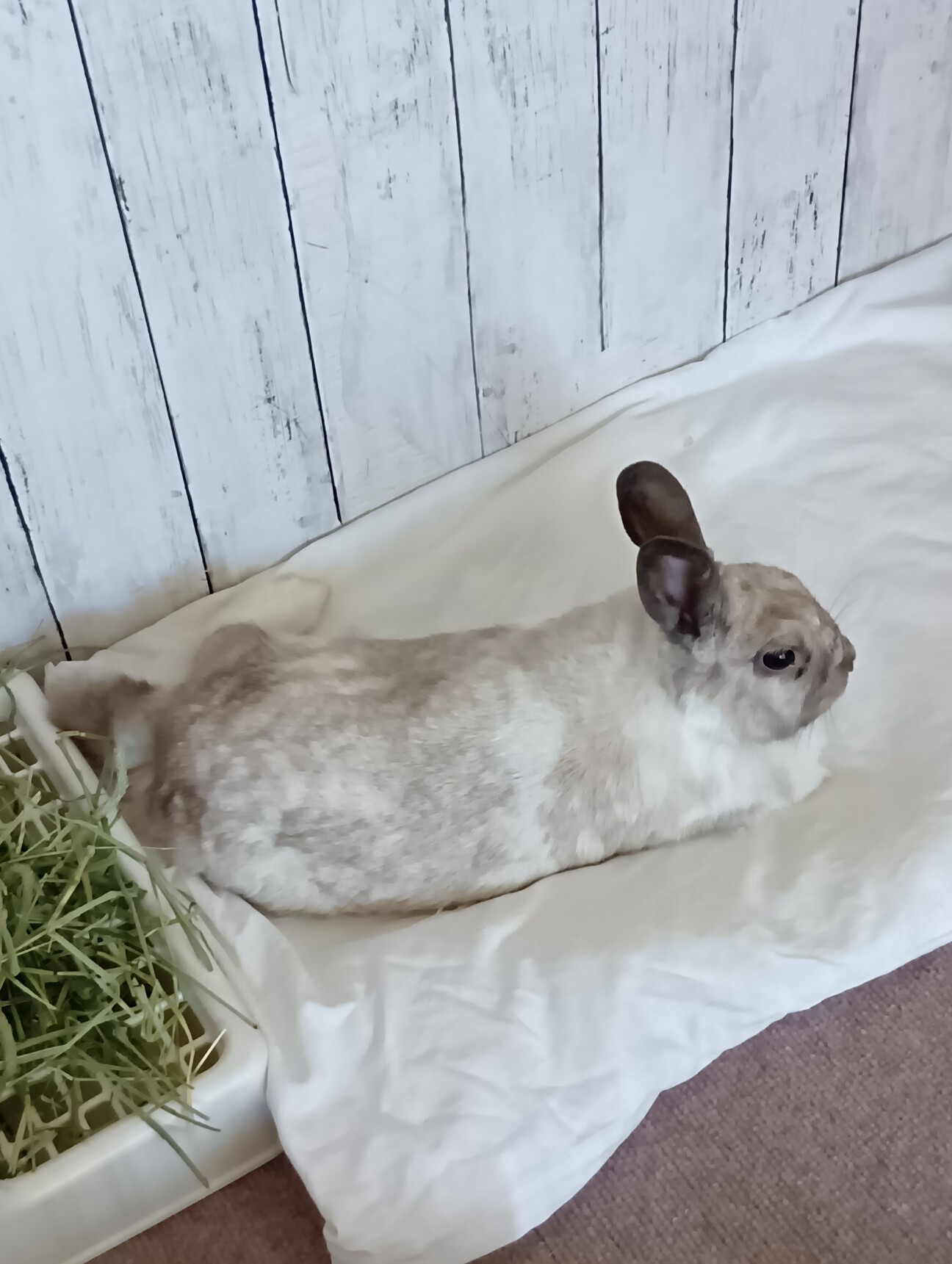 「へやんぽが大好きな【モニ...」埼玉県 - 小動物の里親募集(513256) 7枚目の画像 :: ペットのおうち【里親決定25万頭！】