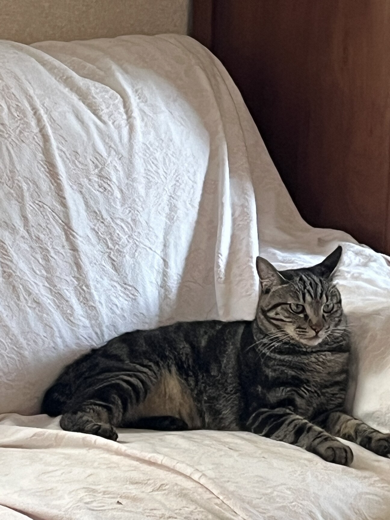 「アメショ柄のミックス」千葉県 - 猫の里親募集(514249) :: ペットのおうち【里親決定28万頭！】