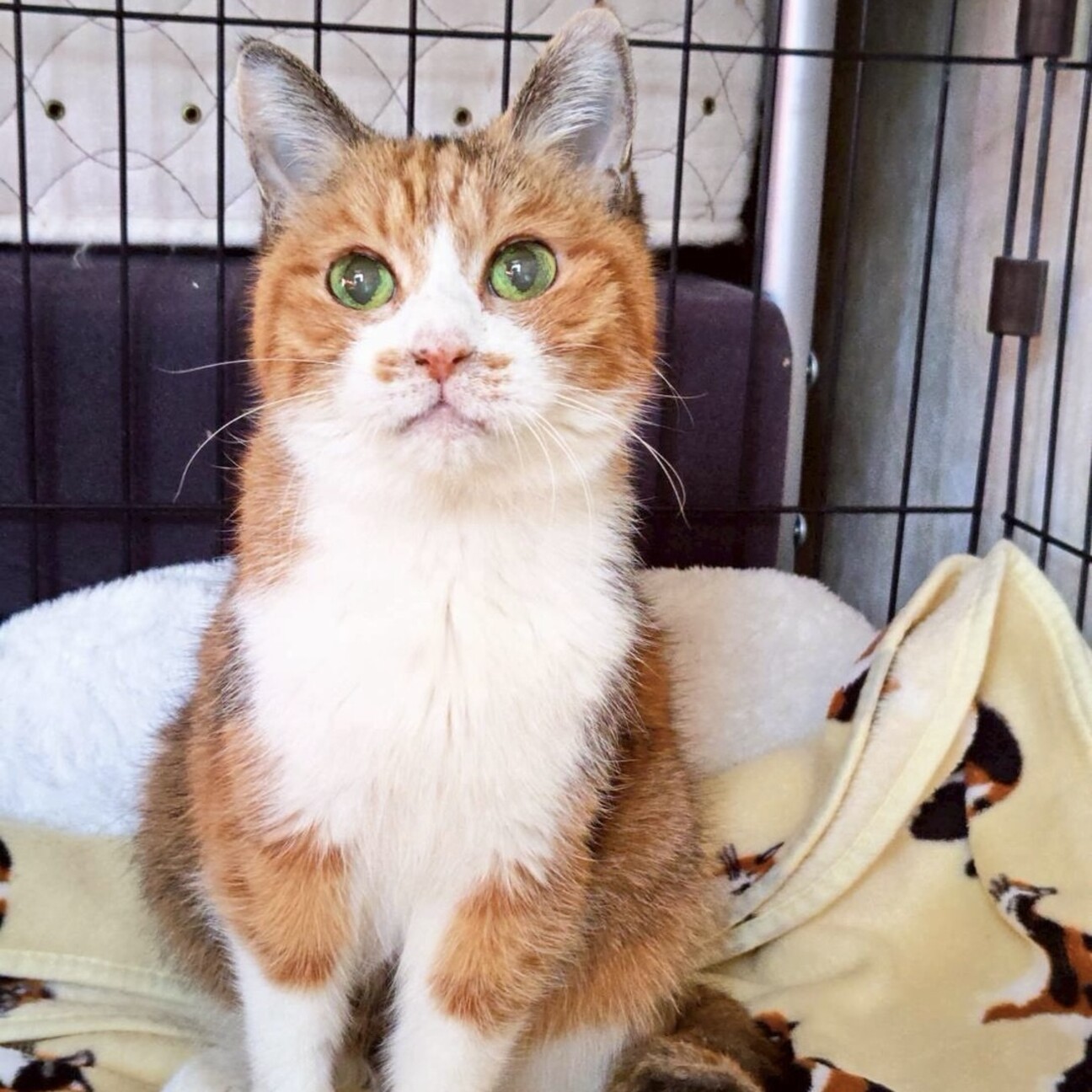 「お返事をしてくれる ︎も...」千葉県 - 猫の里親募集(514577) 5枚目の画像 :: ペットのおうち【里親決定25万頭！】