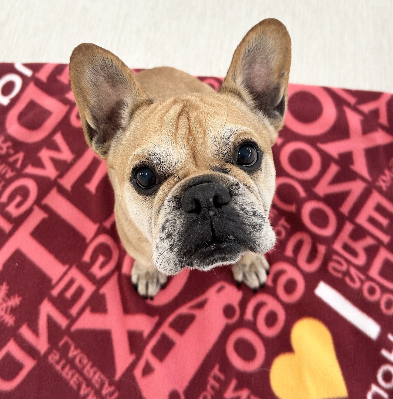 「人懐っこく芸達者なフレブ...」愛知県 - 犬の里親募集(514580) :: ペットのおうち【里親決定28万頭！】