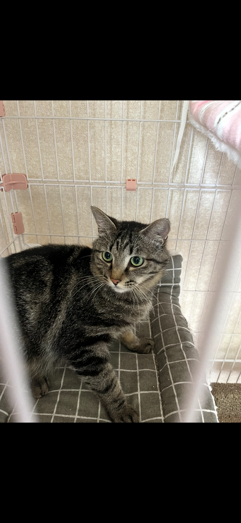 「瞳がエメラルドグリーンの...」千葉県 - 猫の里親募集(514249) 3枚目の画像 :: ペットのおうち【里親決定25万頭！】