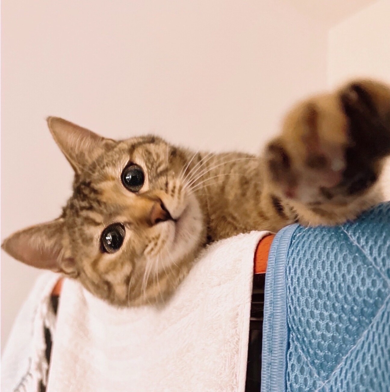 「大人しく優しい女の子」千葉県 - 猫の里親募集(514736) :: ペットのおうち【里親決定29万頭！】