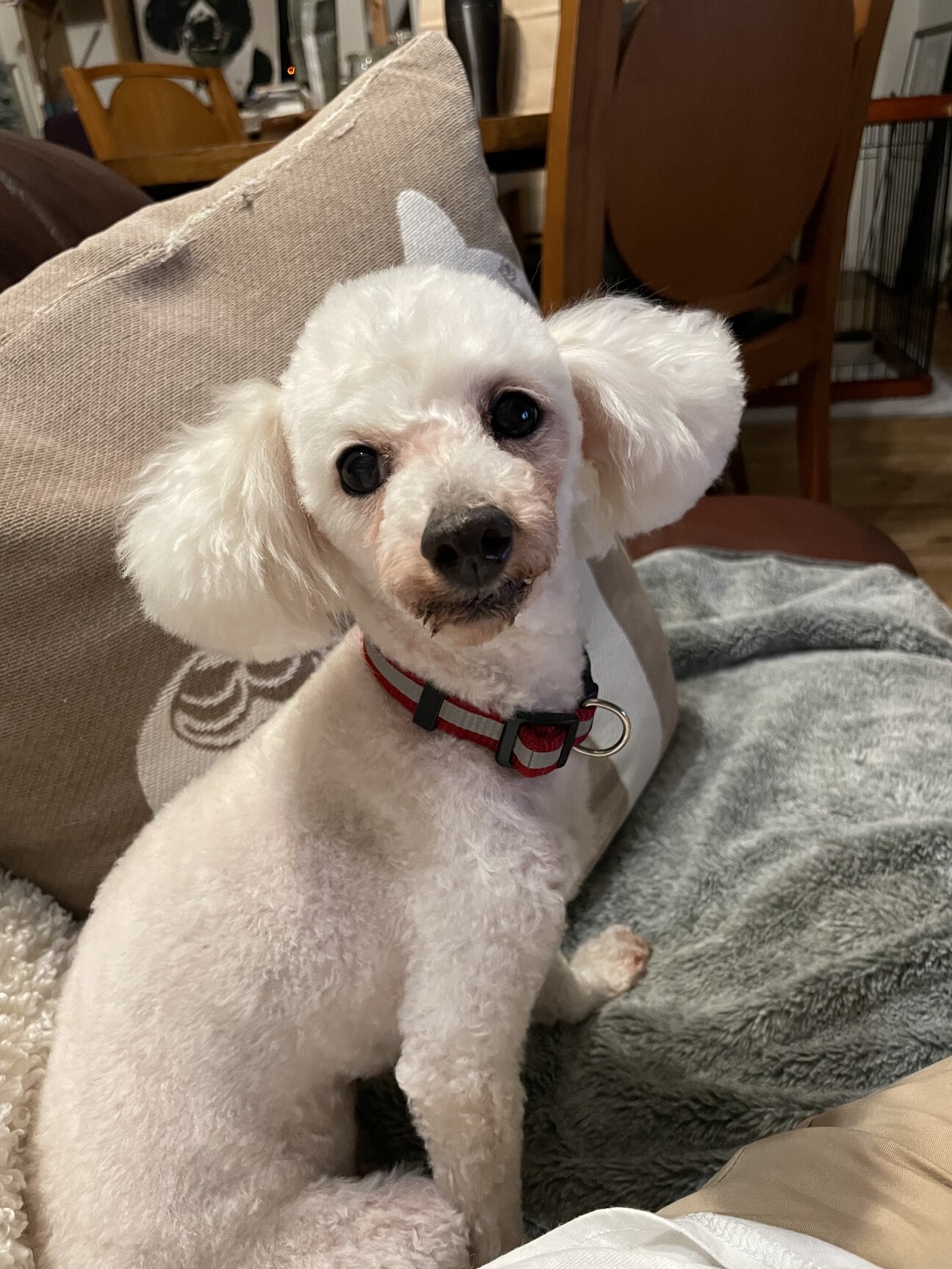 「人が大好きなお膝犬トイプ...」埼玉県 - 犬の里親募集(514946) 4枚目の画像 :: ペットのおうち【里親決定25万頭！】