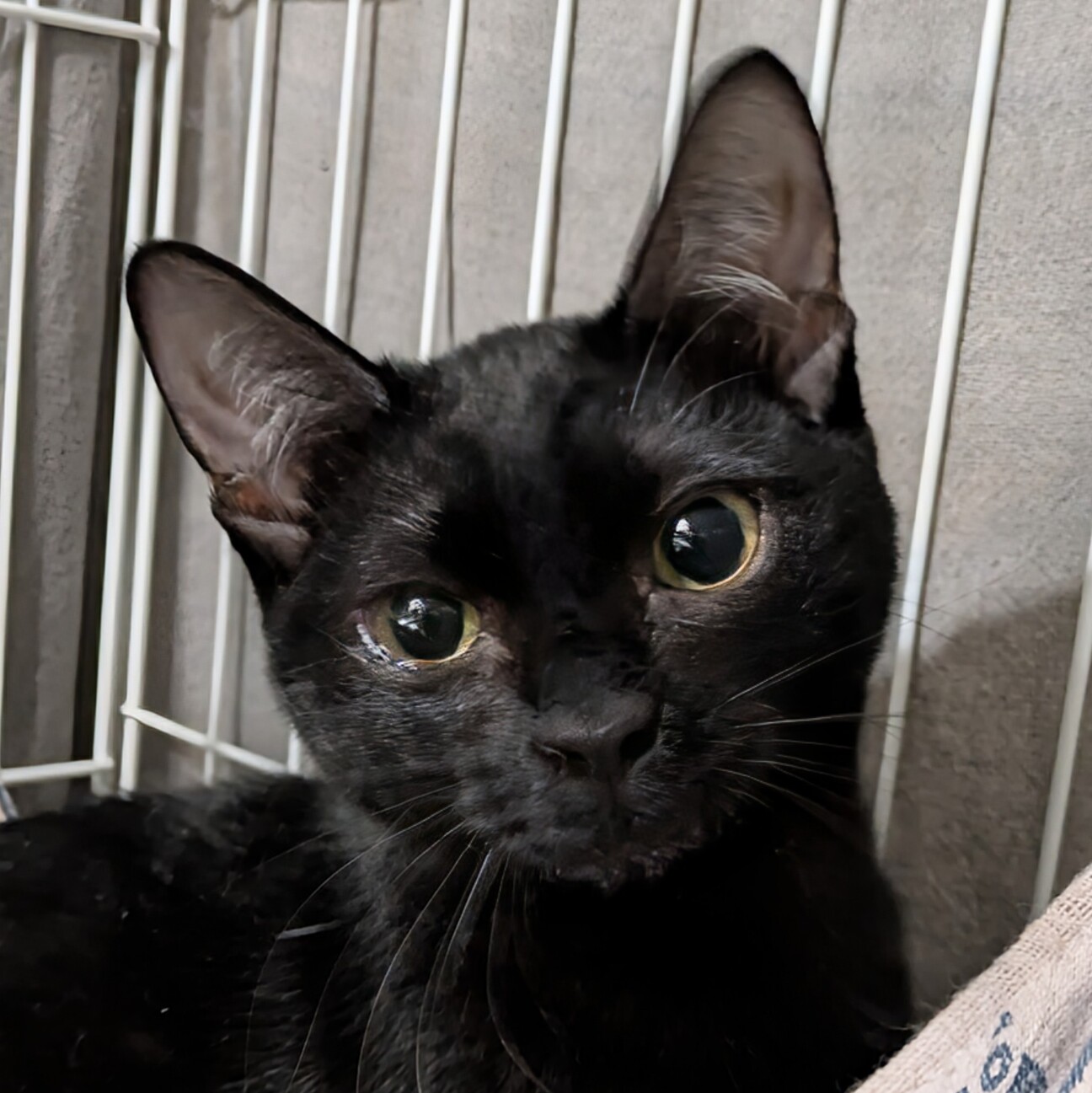 黒猫祭り！】やっと人馴...」千葉県 - 猫の里親募集(512448) :: ペットのおうち【里親決定29万頭！】