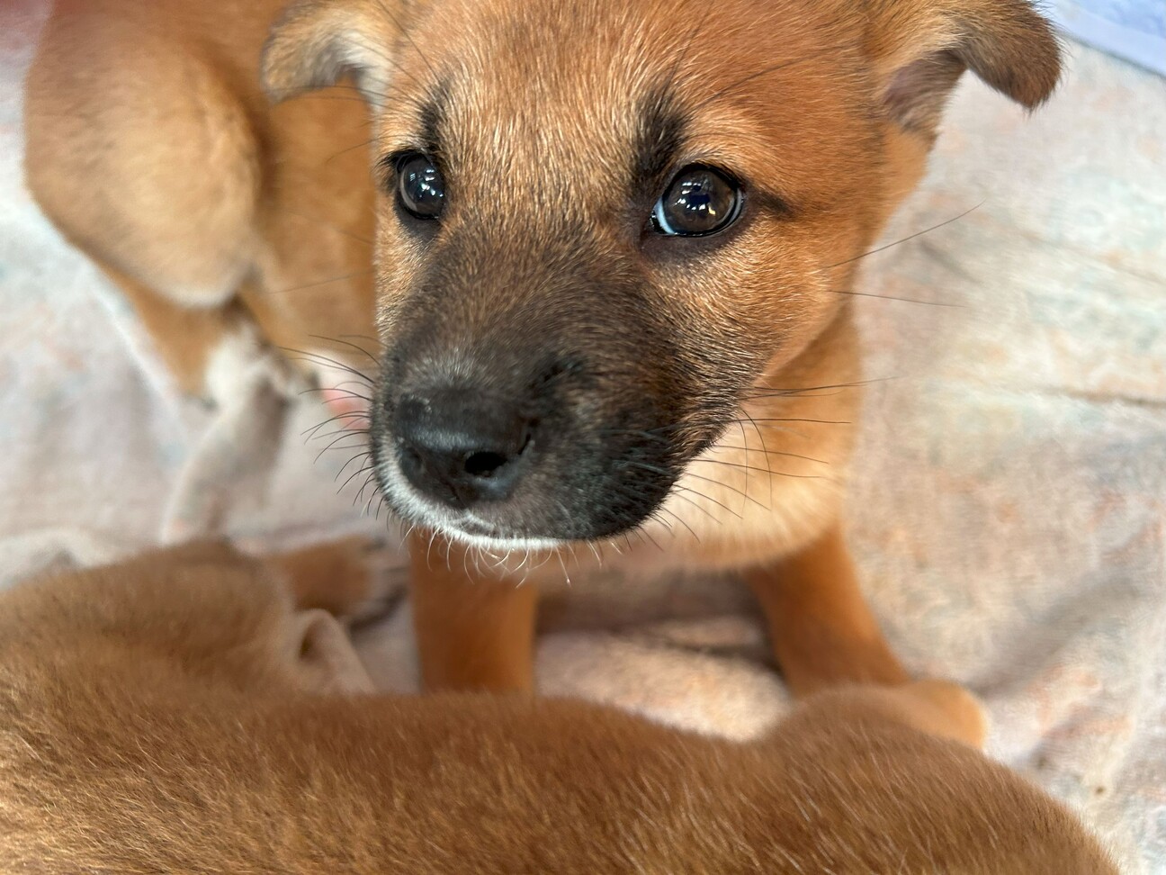 「臆病な男の子『エキたん』」福岡県 - 犬の里親募集(515132) :: ペットのおうち【里親決定29万頭！】