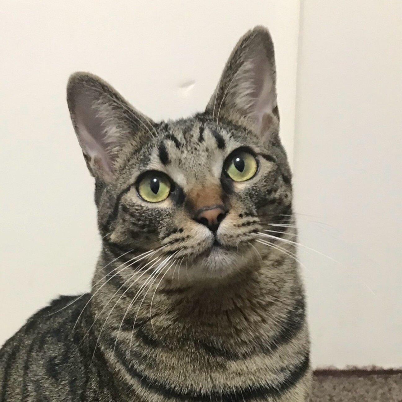 「5/11高田馬場★土方く...」東京都 - 猫の里親募集(515140) :: ペットのおうち【里親決定29万頭！】