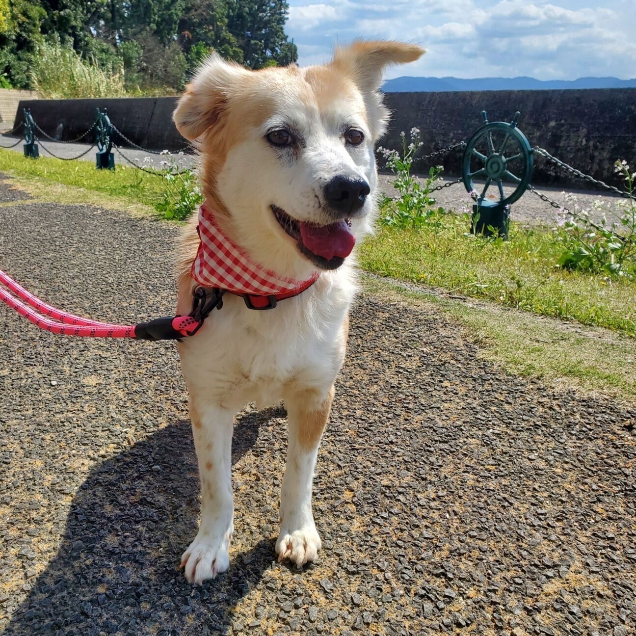 「シニアの人懐っこい穏やか...」長崎県 - 犬の里親募集(515168) 6枚目の画像 :: ペットのおうち【里親決定25万頭！】