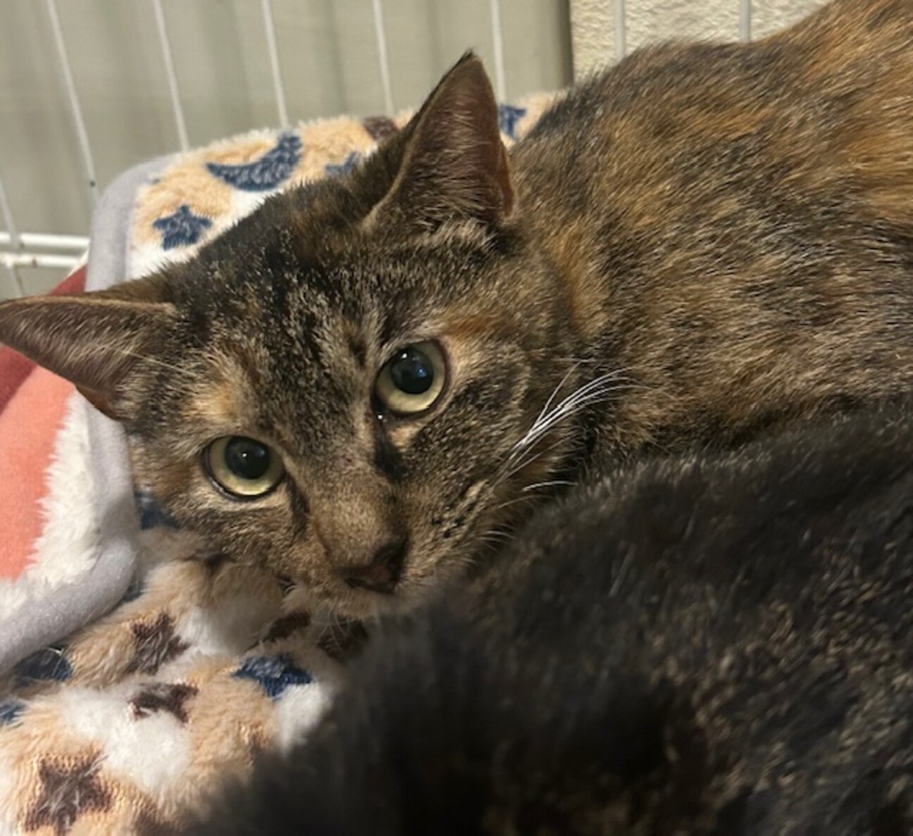 「スレンダーな美人さん♪べに」東京都 - 猫の里親募集(515172) :: ペットのおうち【里親決定29万頭！】