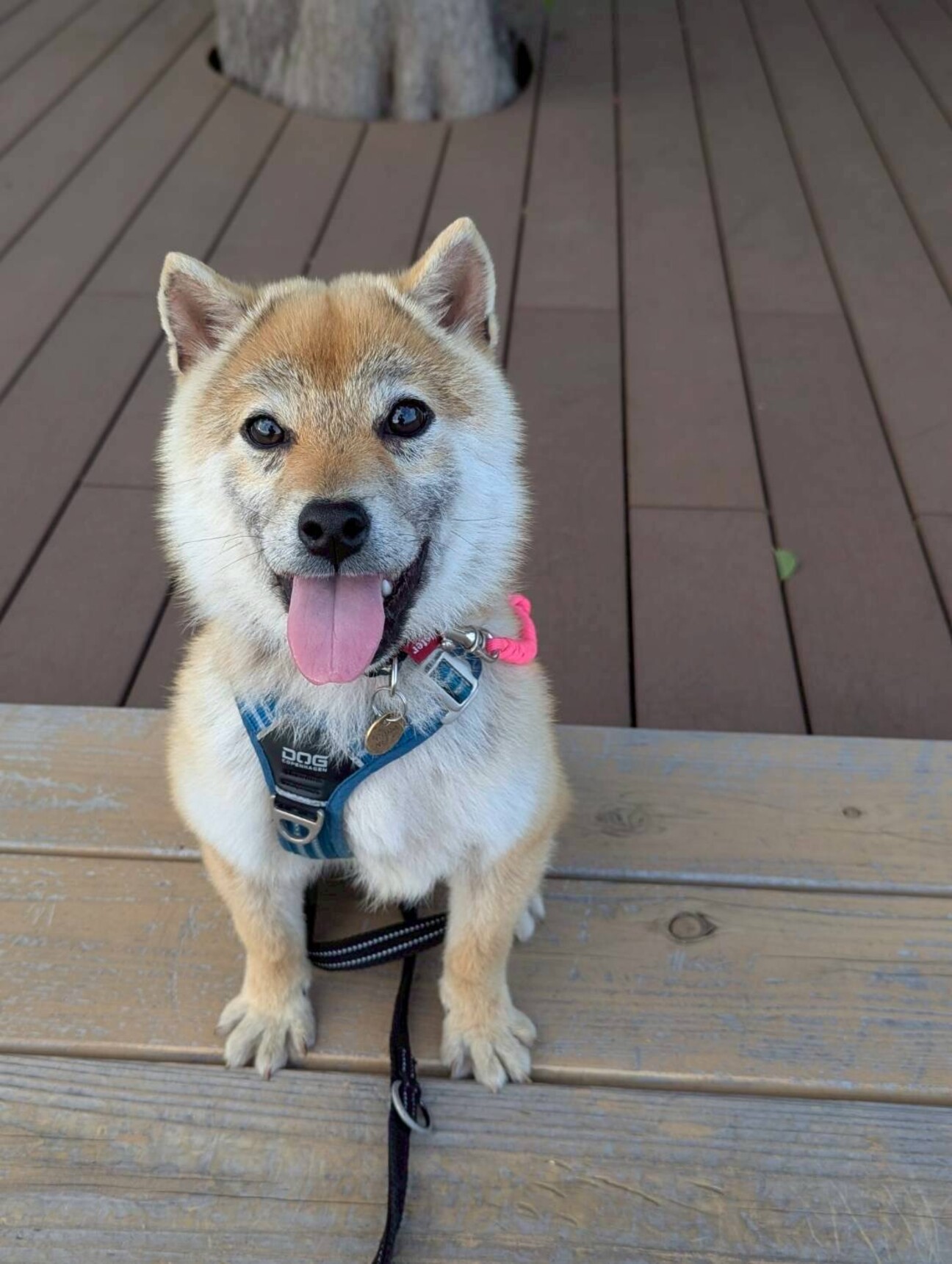 「天真爛漫活発な柴犬カブトくん」神奈川県 - 犬の里親募集(515176) :: ペットのおうち【里親決定29万頭！】
