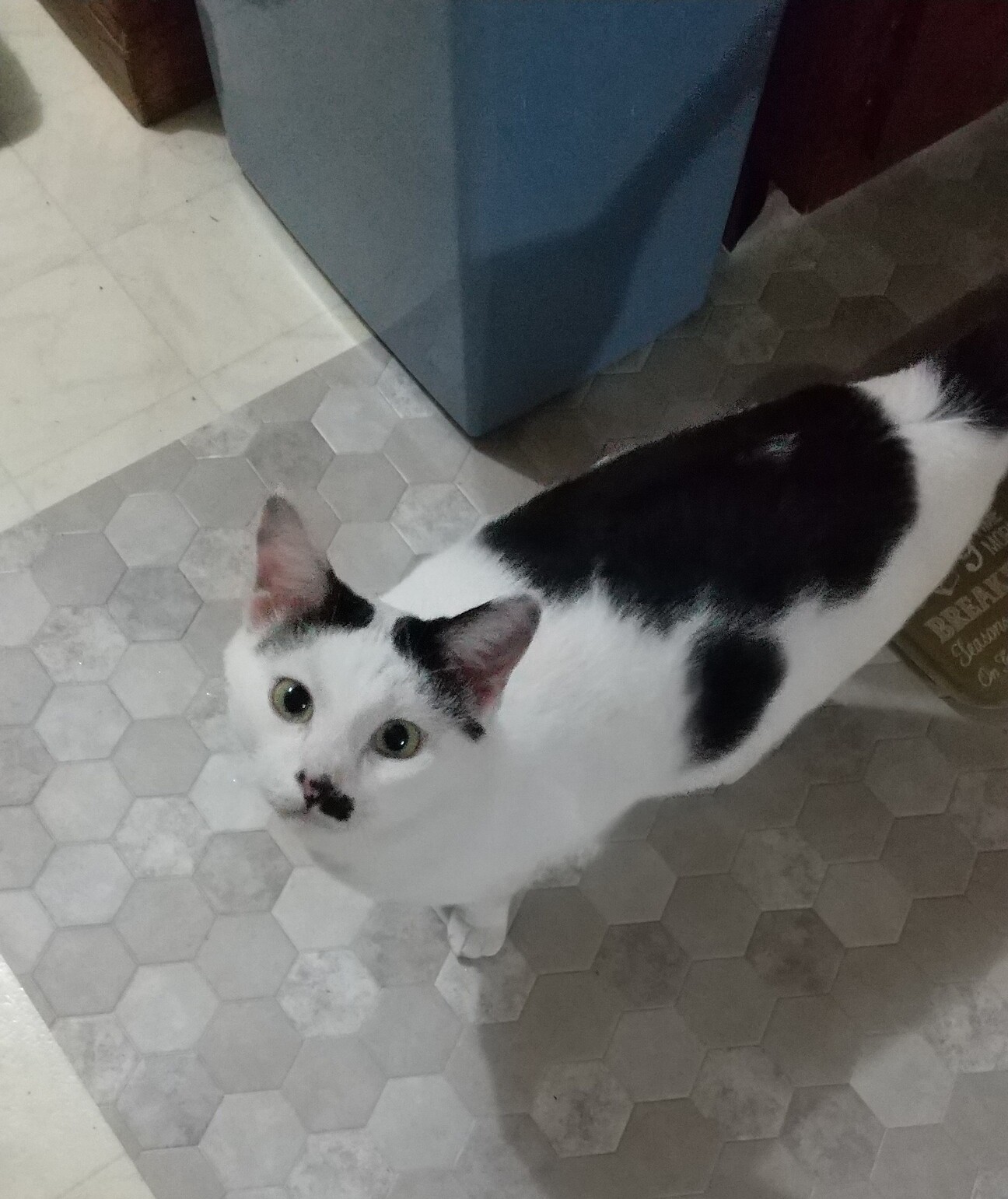 「ハリキリボーイ、がんばんくん♪」栃木県 - 猫の里親募集(515188) :: ペットのおうち【里親決定29万頭！】