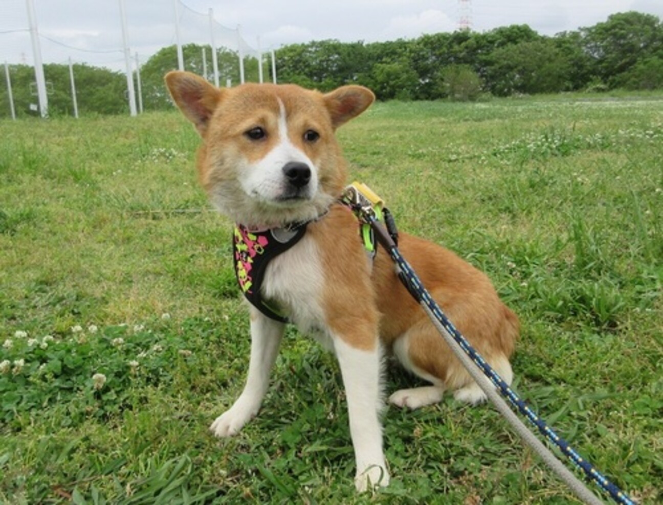 「困ったちゃん顔が可愛い、...」大阪府 - 犬の里親募集(515198) 6枚目の画像 :: ペットのおうち【里親決定25万頭！】
