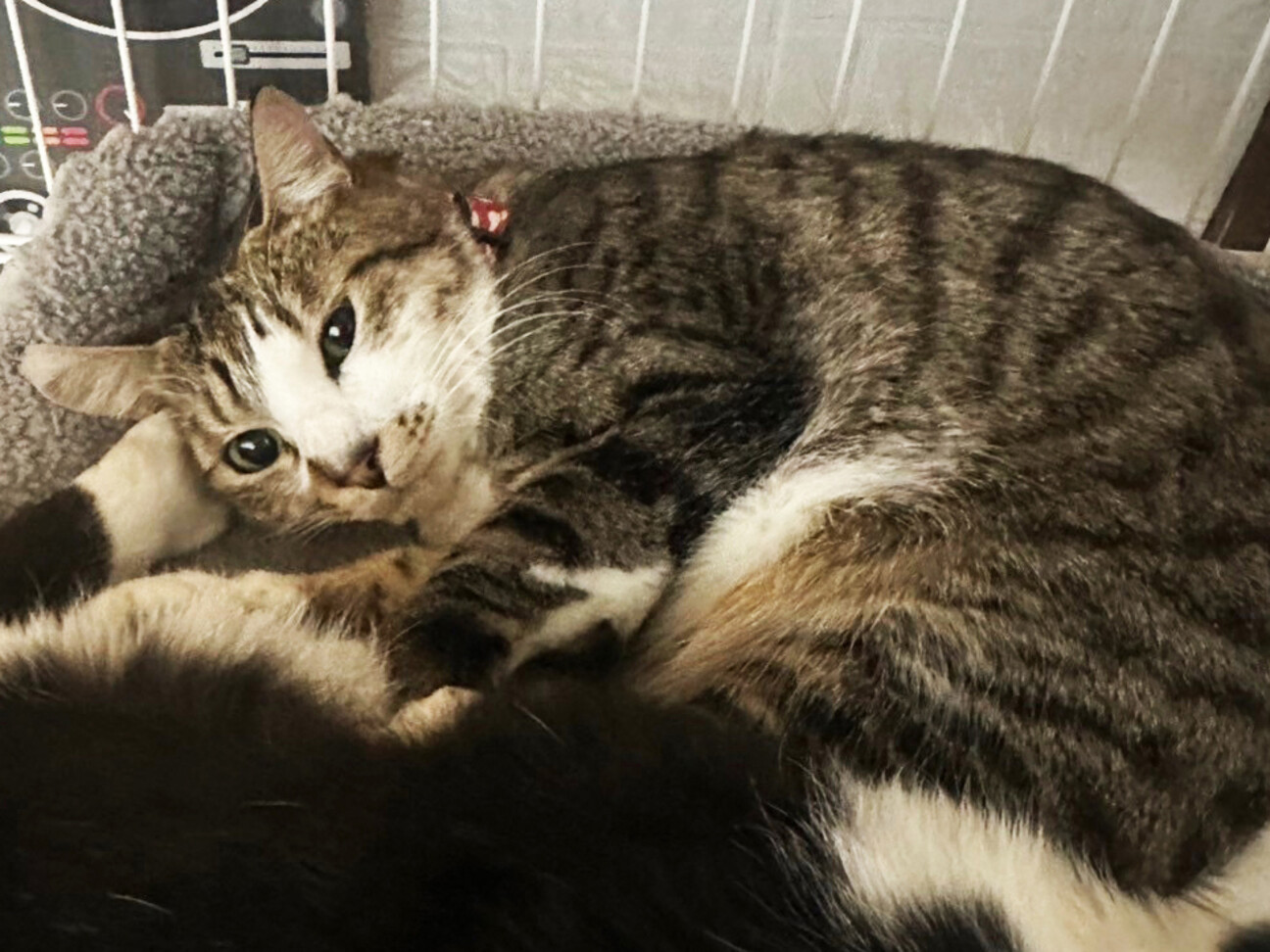 「親方と一緒にいたいキジシ...」東京都 - 猫の里親募集(515201) :: ペットのおうち【里親決定29万頭！】