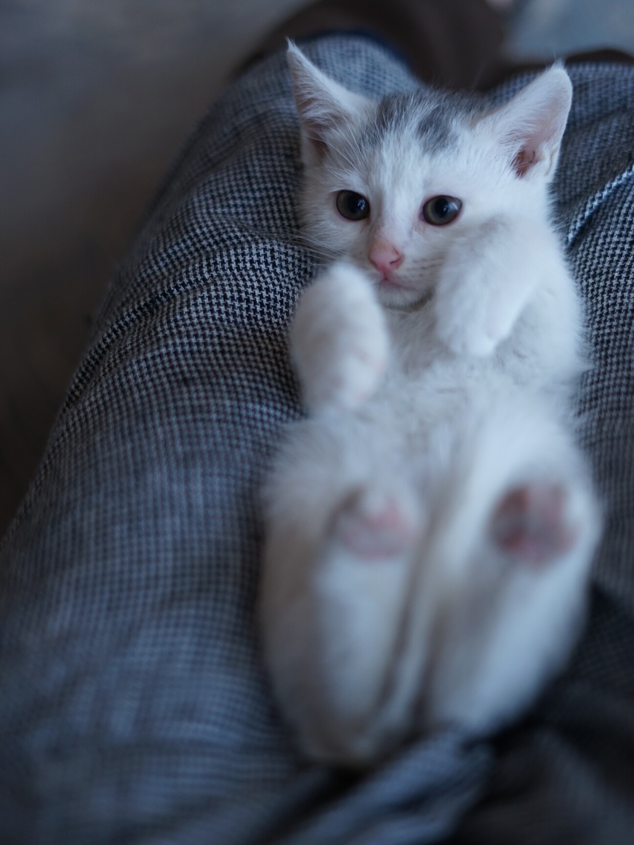 「白猫のゆきちゃん♡お返事...」岡山県 - 猫の里親募集(515088) 2枚目の画像 :: ペットのおうち【里親決定25万頭！】