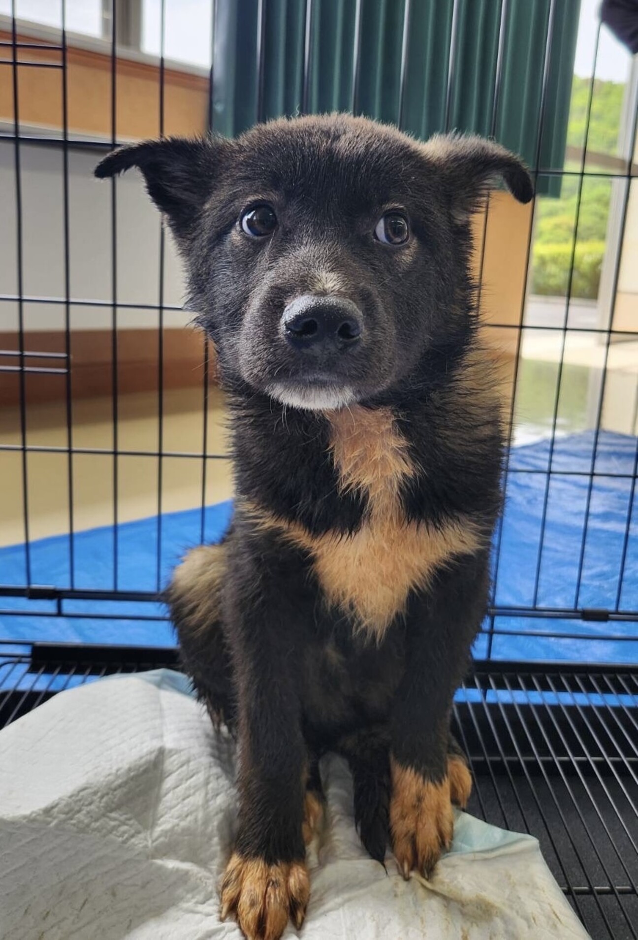 「3匹の黒いお顔の小さな兄...」岡山県 - 犬の里親募集(512374) :: ペットのおうち【里親決定29万頭！】