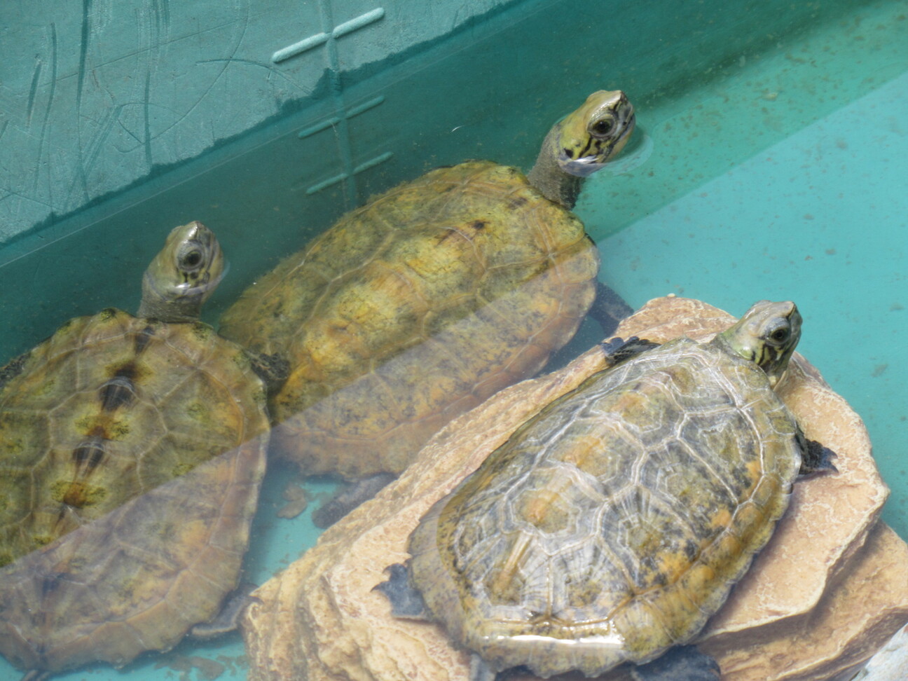 「イシガメ」東京都 - 爬虫類・他の里親募集(515801) 3枚目の画像 :: ペットのおうち【里親決定25万頭！】