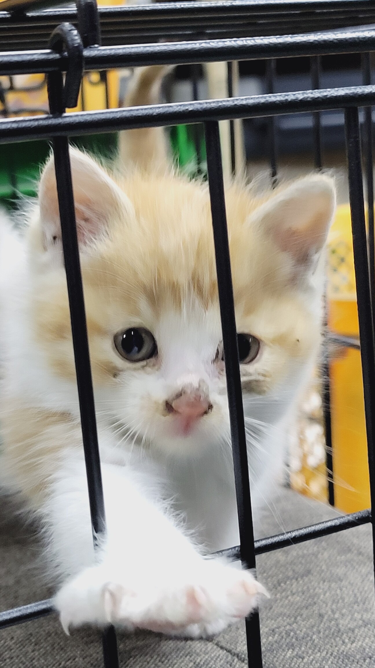 「末永く幸せでありますように」栃木県 - 猫の里親募集(516001) :: ペットのおうち【里親決定29万頭！】