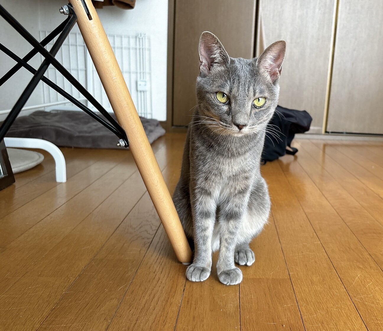 「人も好き♡猫も好き♡まりちゃん」千葉県 - 猫の里親募集(516170) 4枚目の画像 :: ペットのおうち【里親決定25万頭！】