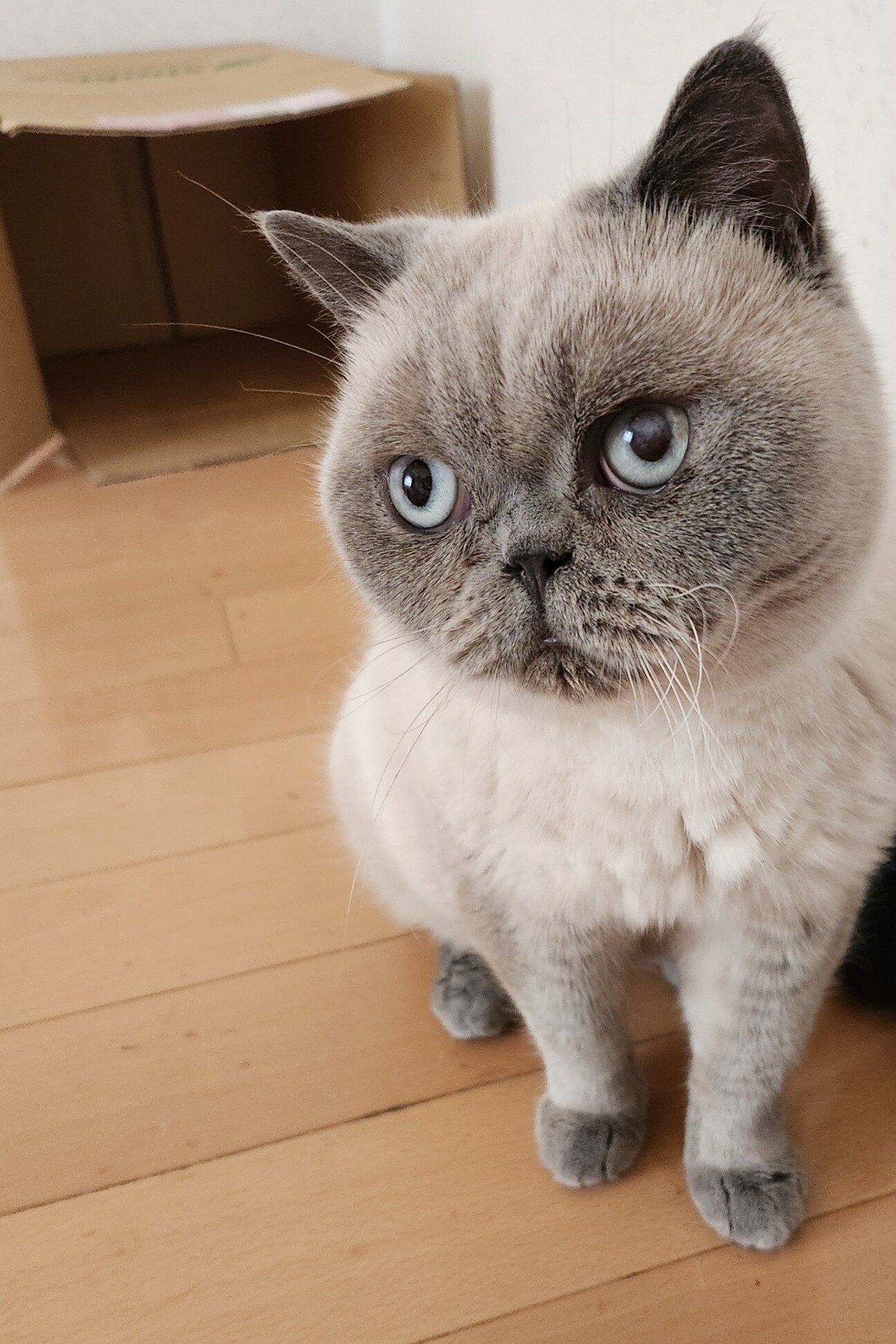 「ブルーポイントブルーアイ...」東京都 - 猫の里親募集(516347) :: ペットのおうち【里親決定29万頭！】