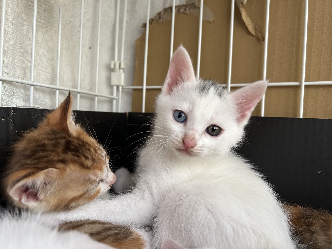 「生後1か月の子猫です、」奈良県 - 猫の里親募集(516406) :: ペットのおうち【里親決定29万頭！】