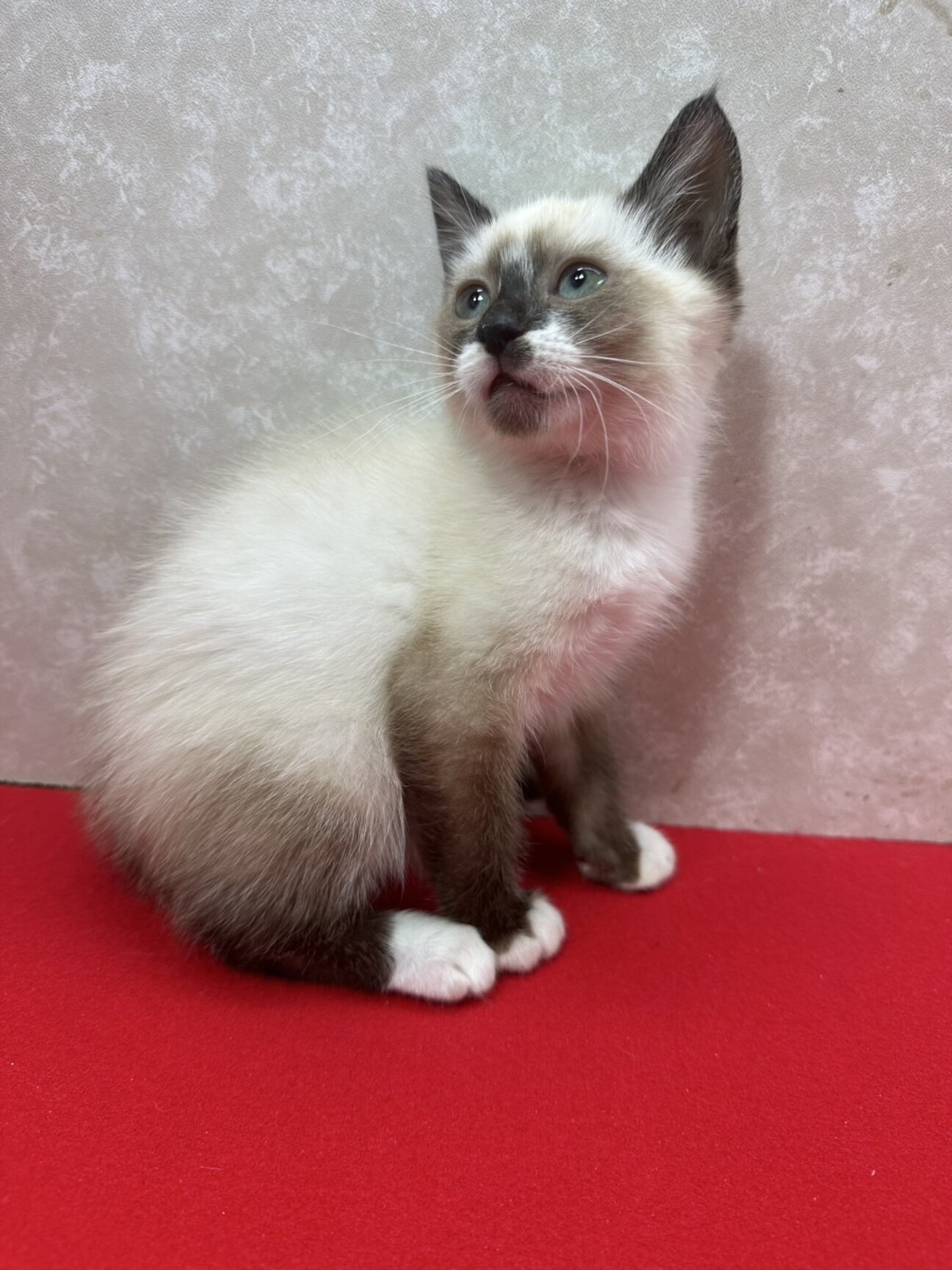 「ポイント！ブルーアイ2カ...」東京都 - 猫の里親募集(516447) :: ペットのおうち【里親決定29万頭！】