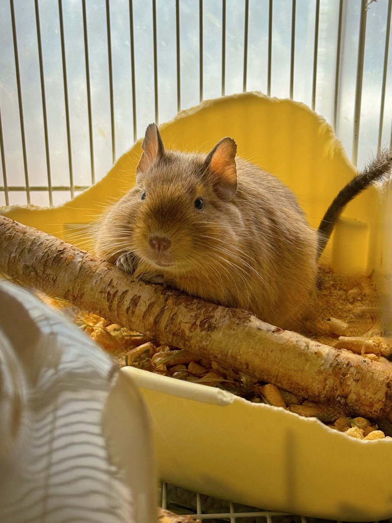 「サンドデグー女の子引き取...」北海道 - 小動物の里親募集(516658) :: ペットのおうち【里親決定29万頭！】