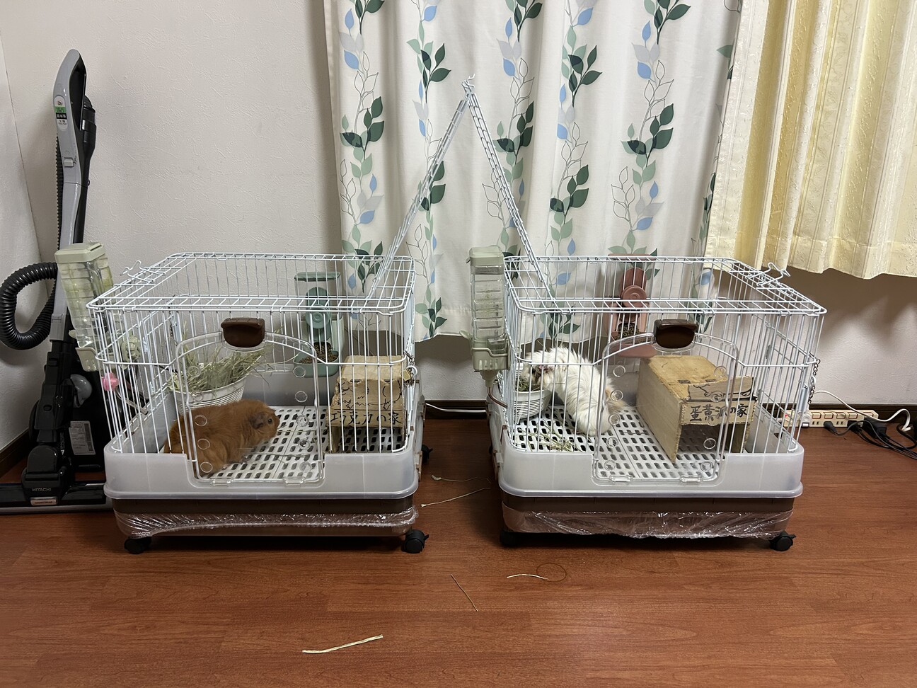 「モルモット里親募集」大阪府 - 小動物の里親募集(516664) :: ペットのおうち【里親決定29万頭！】