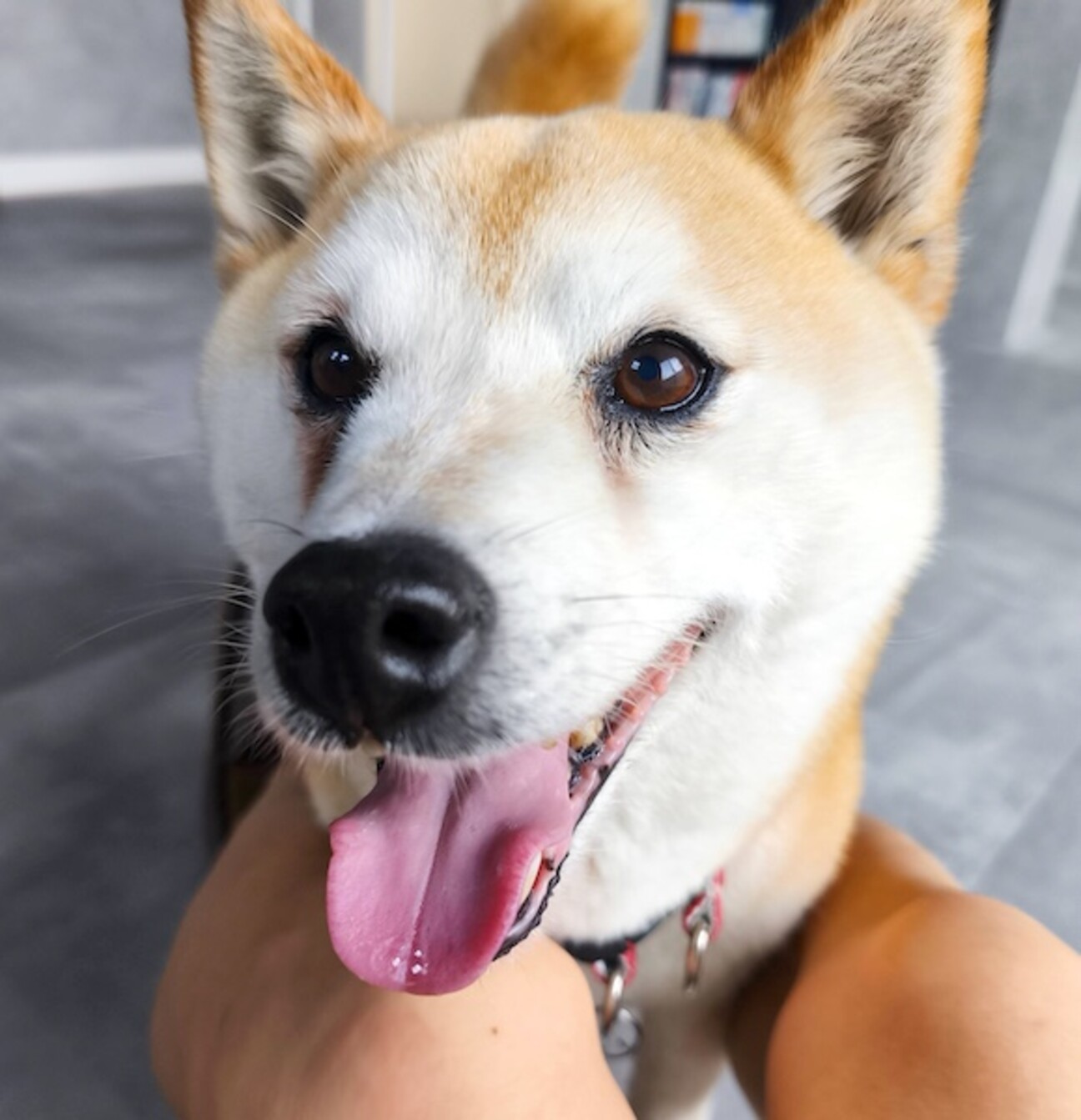 「人馴れ抜群元気なシニア女...」神奈川県 - 犬の里親募集(516685) :: ペットのおうち【里親決定29万頭！】