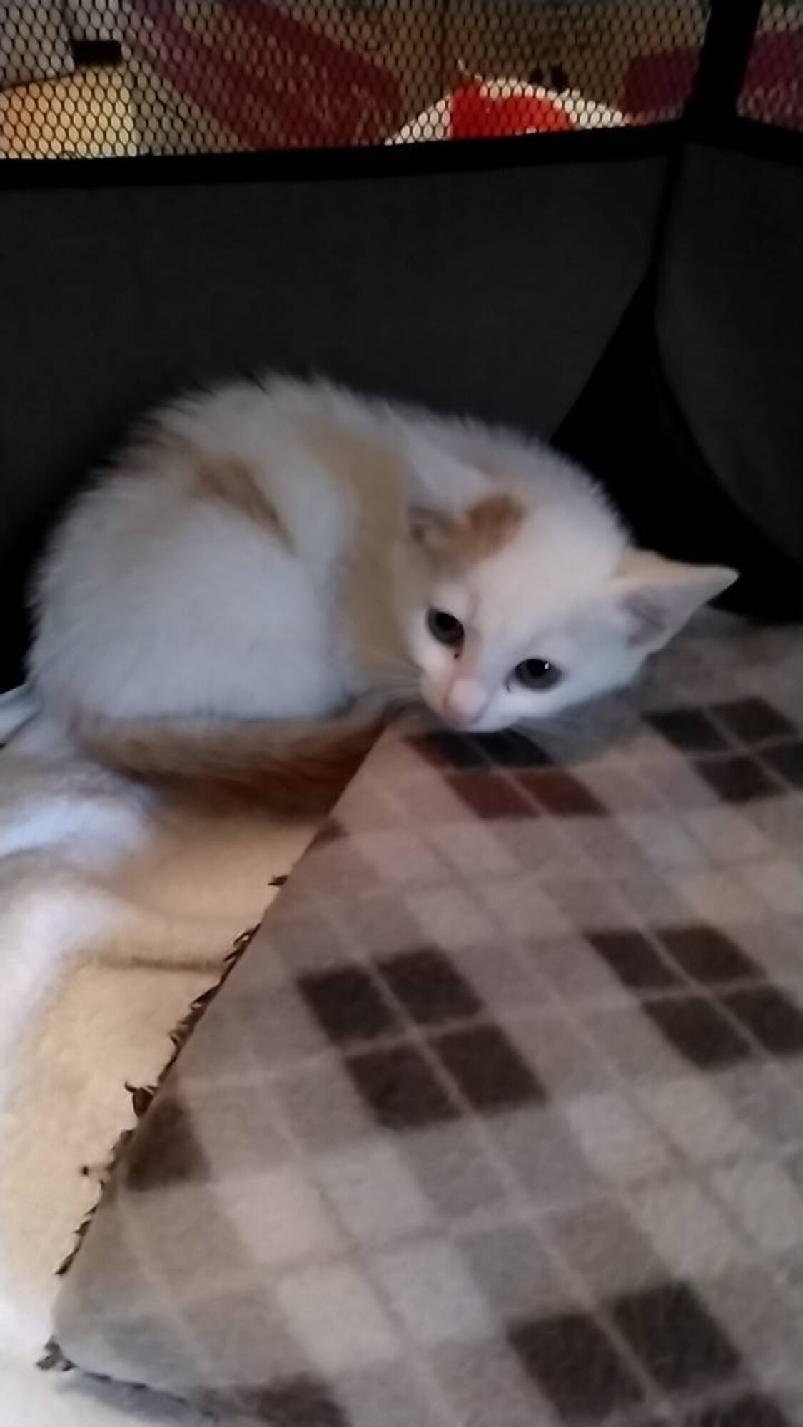 「飼っていただける方探して...」埼玉県 - 猫の里親募集(516689) :: ペットのおうち【里親決定29万頭！】